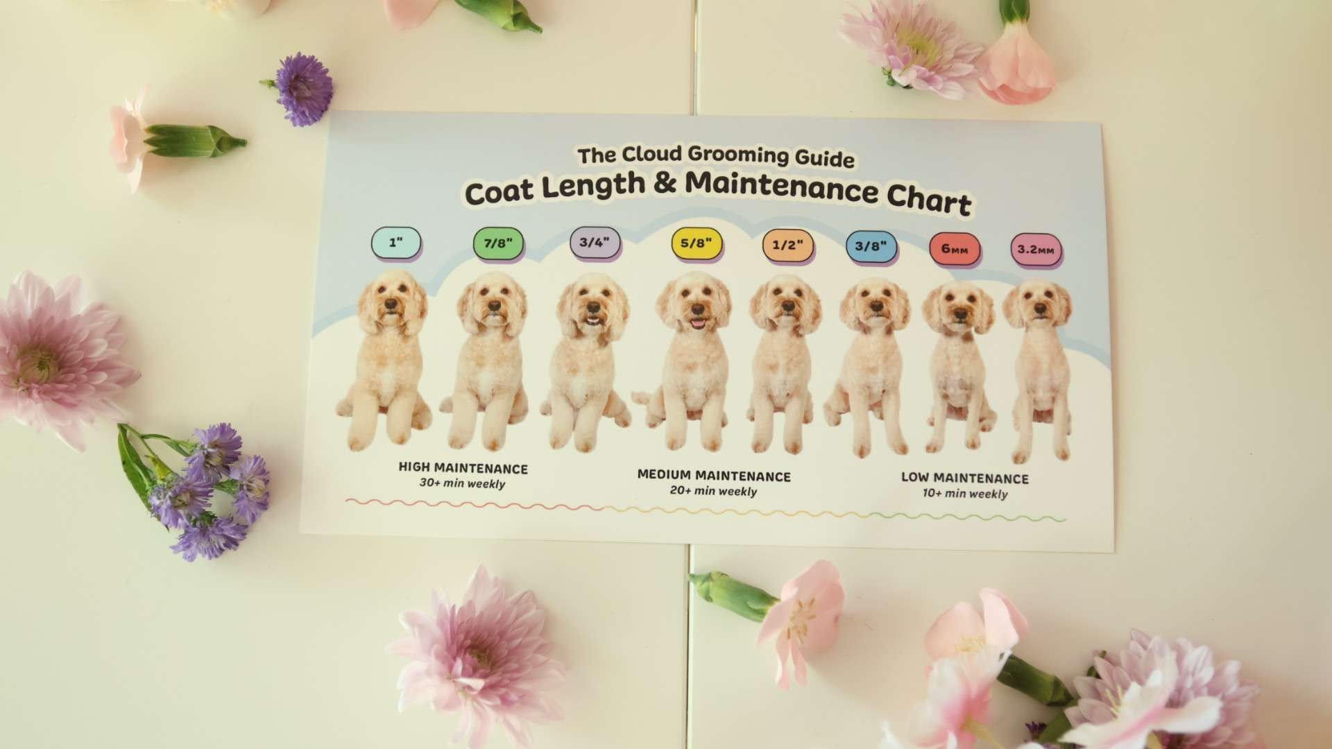 Cloud Grooming Guide: Pet Styling Visual Resource